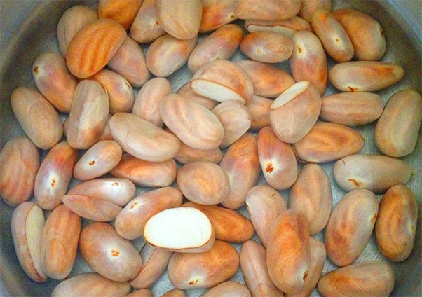 jackfruit-seeds-goa • Tech Travel Eat