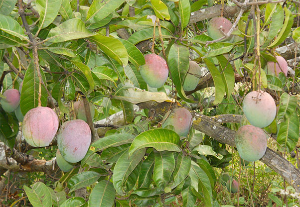 malgoa-malgova-magoes • Tech Travel Eat