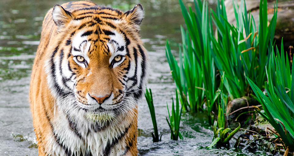 bengal tiger • Tech Travel Eat